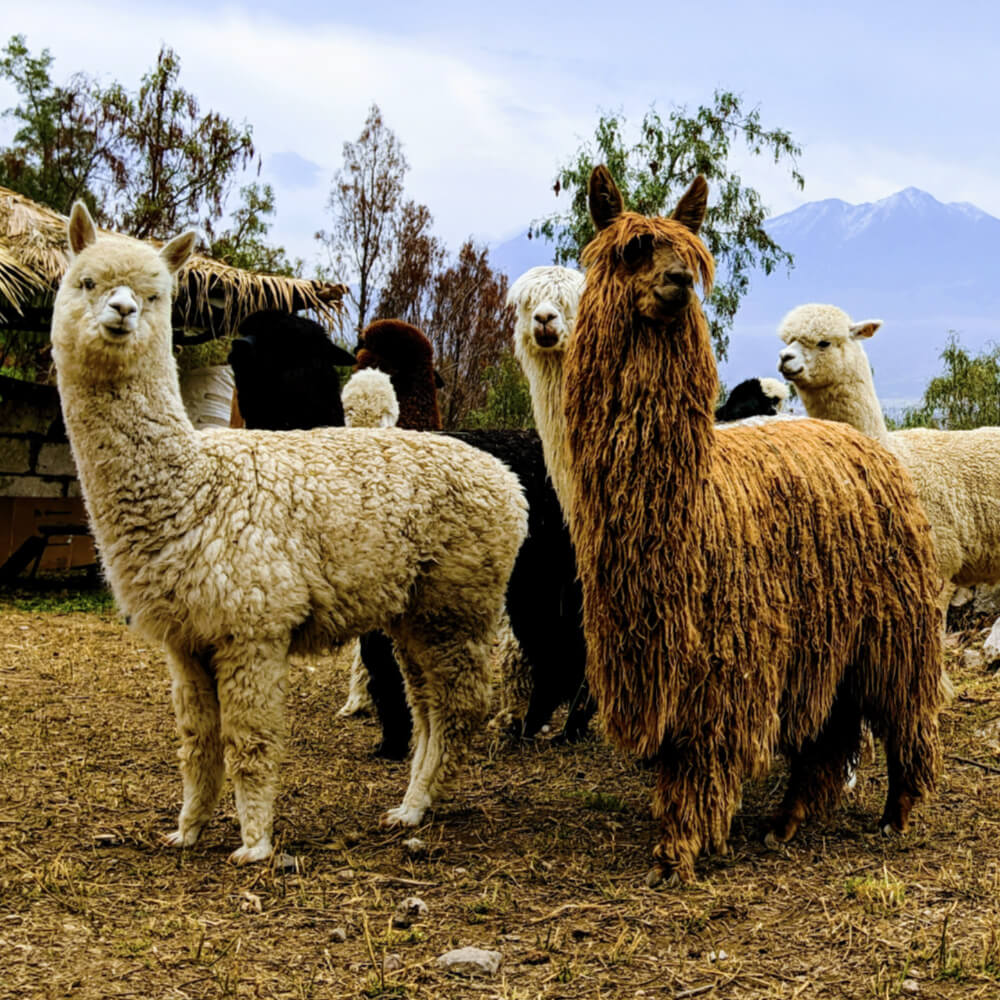 Free Range Alpacas | Arms of Andes – Arms of Andes EU